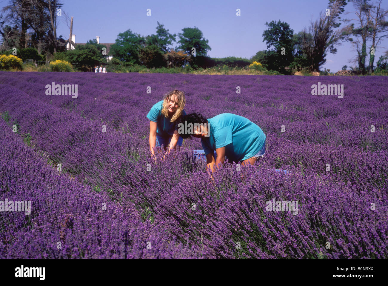 Picking lavender at the Jersey Lavender Farm Stock Photo - Alamy