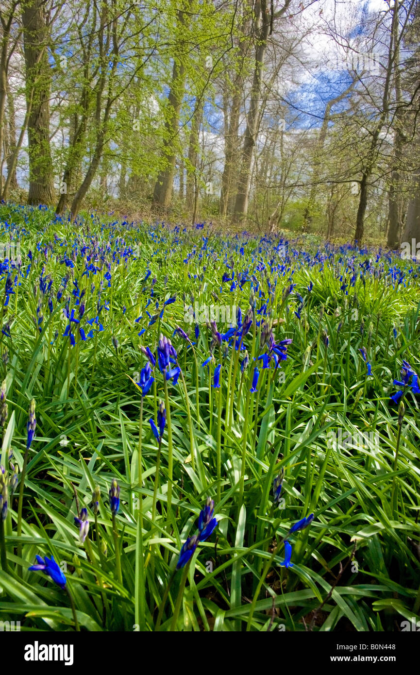 bluebells in wood green leaves trees behind Stock Photo - Alamy