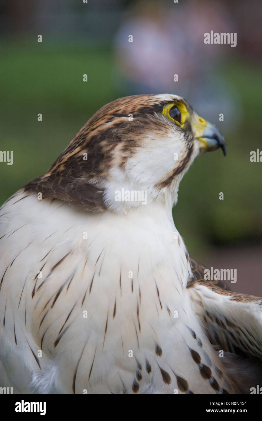 Lugger falcon hi-res stock photography and images - Alamy