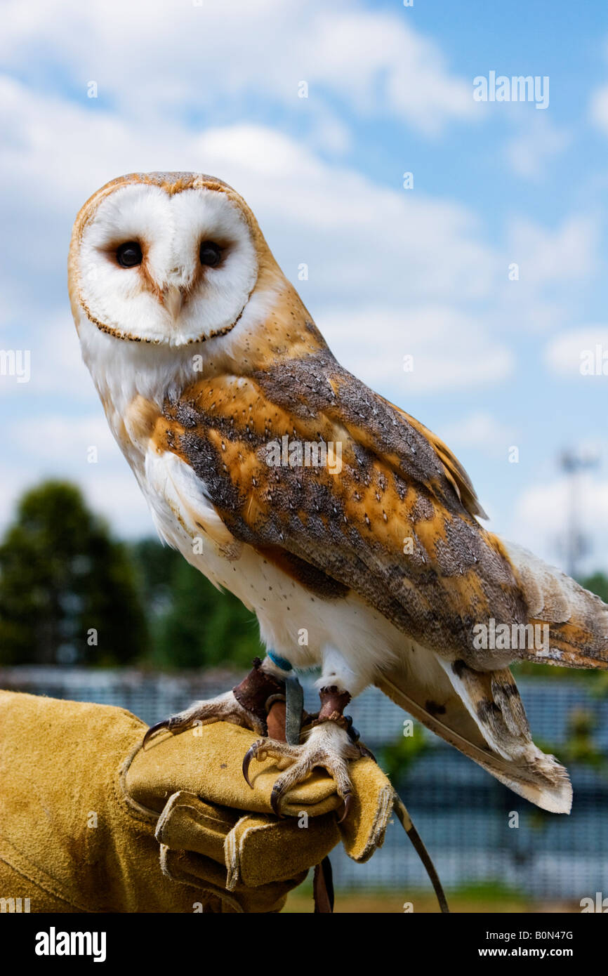 Tyto alba hunt hi-res stock photography and images - Alamy