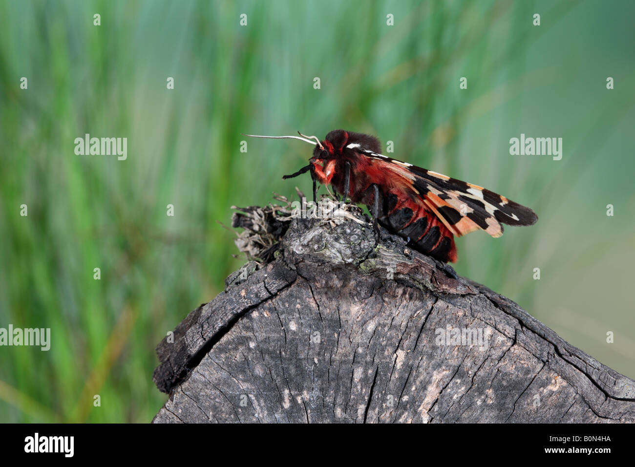 Garden Tiger Arctia caja moth on log Potton Bedfordshire Stock Photo ...