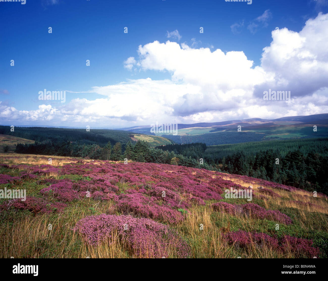 View over late summer heather of a lovely valley seen from the B4391 ...