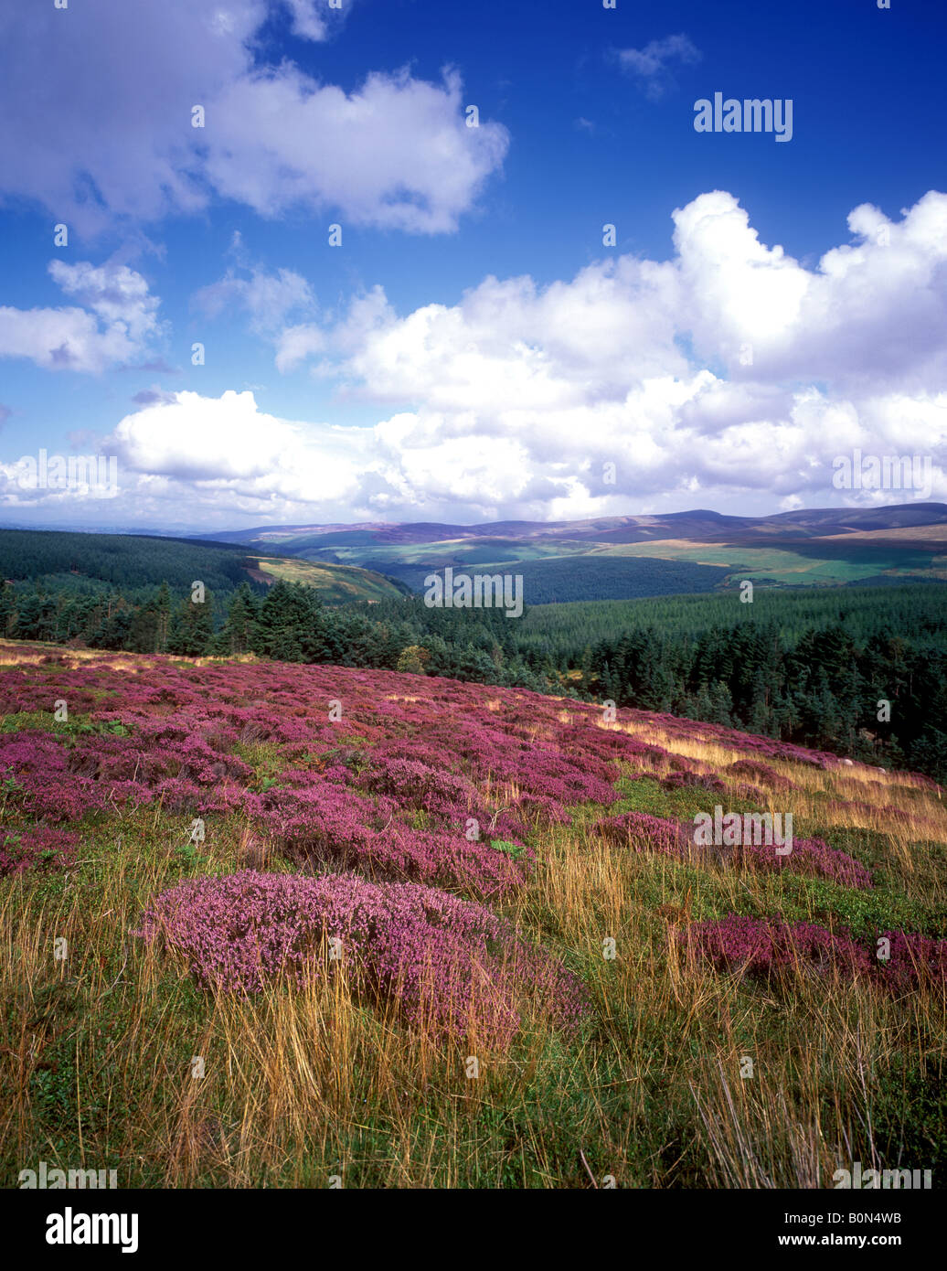 View over late summer heather of a lovely valley seen from the B4391 ...