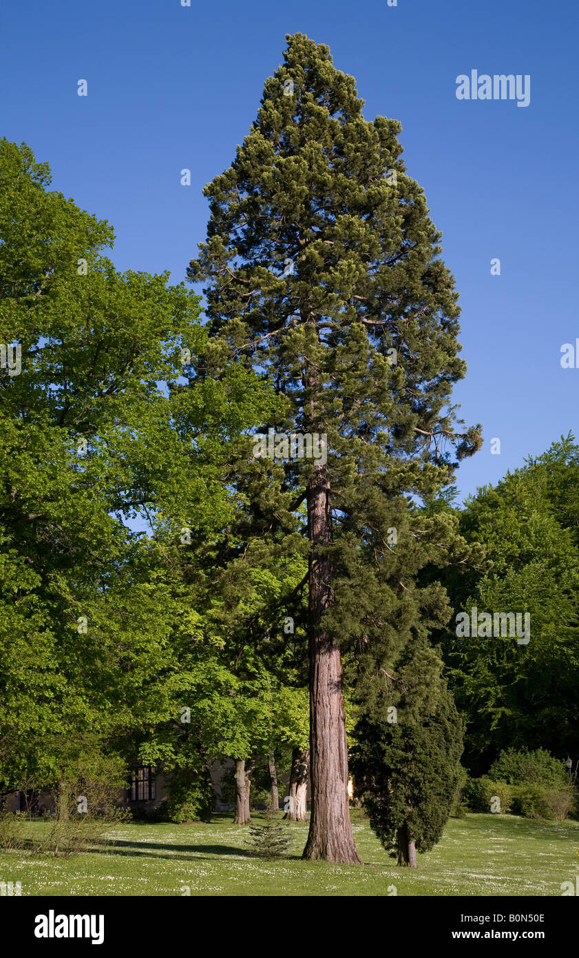 Sequoyahs hi-res stock photography and images - Alamy