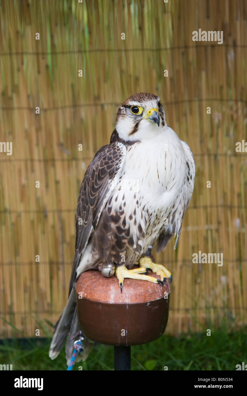 Lugger falcon hi-res stock photography and images - Alamy