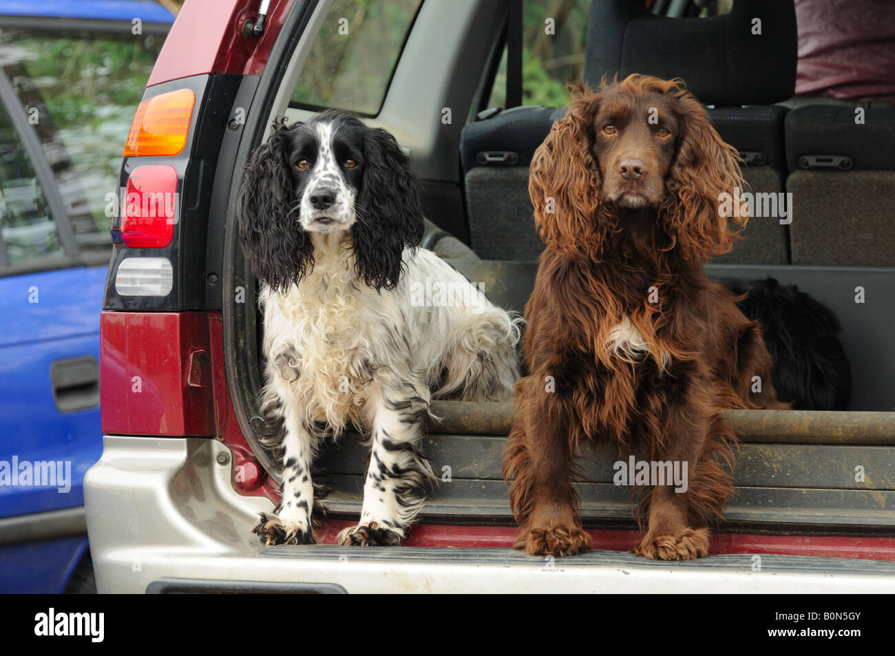 springer spaniels in car boot at english country shooting fair Stock ...