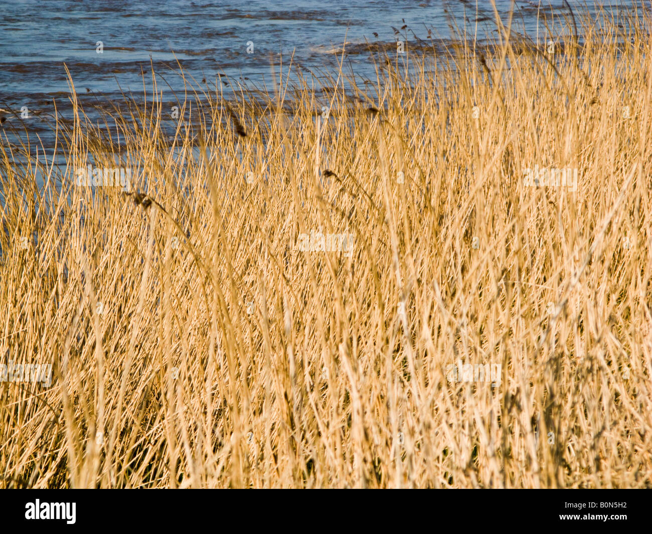 Reeds river bank riverbank hi-res stock photography and images - Alamy