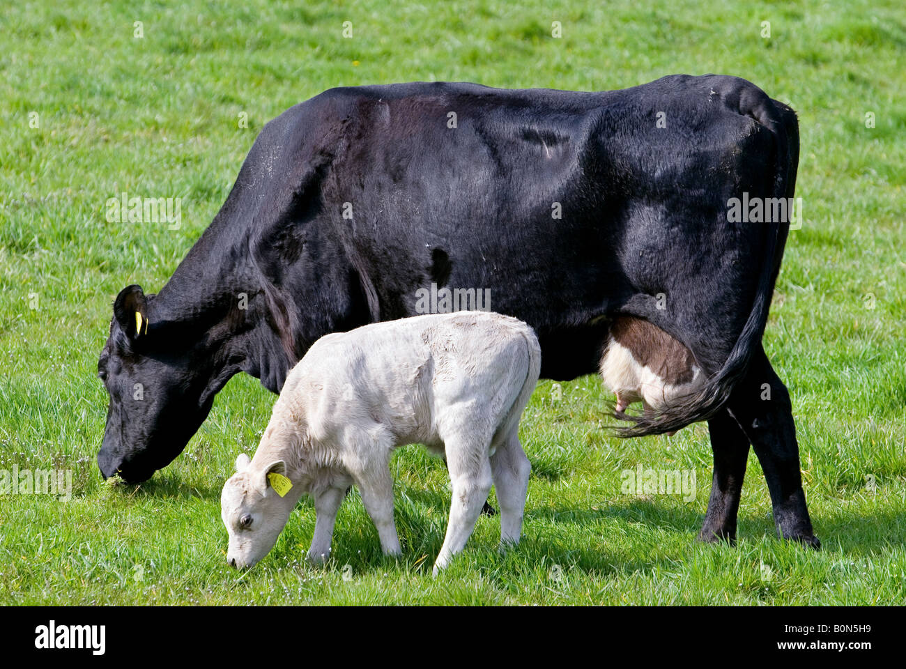 Eu and cattle hi-res stock photography and images - Alamy