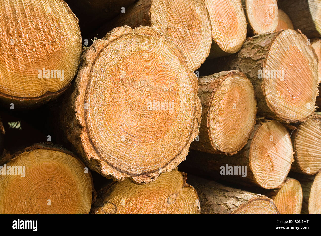Cut log hi-res stock photography and images - Alamy