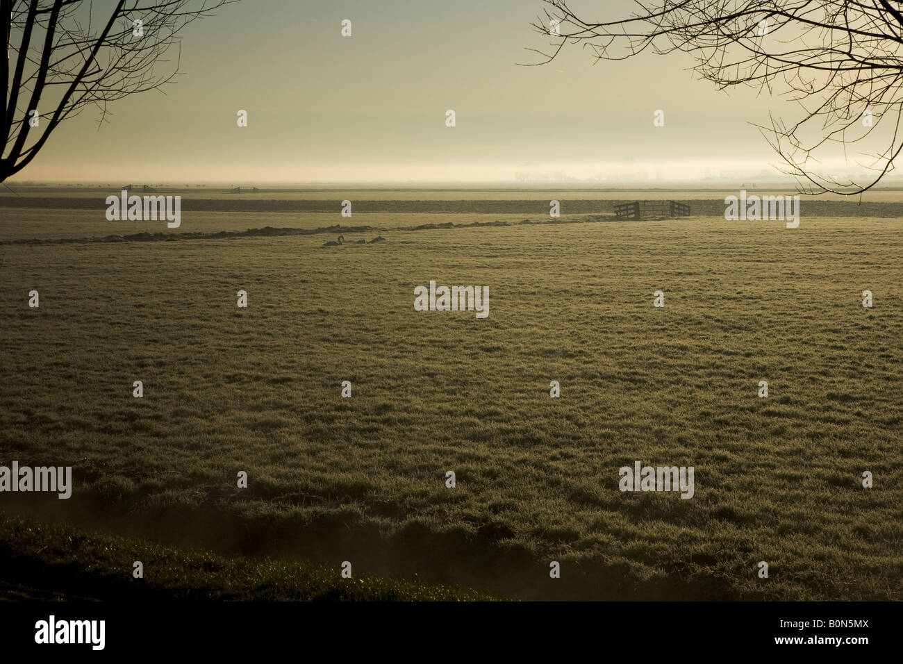 Dutch grass hi-res stock photography and images - Alamy