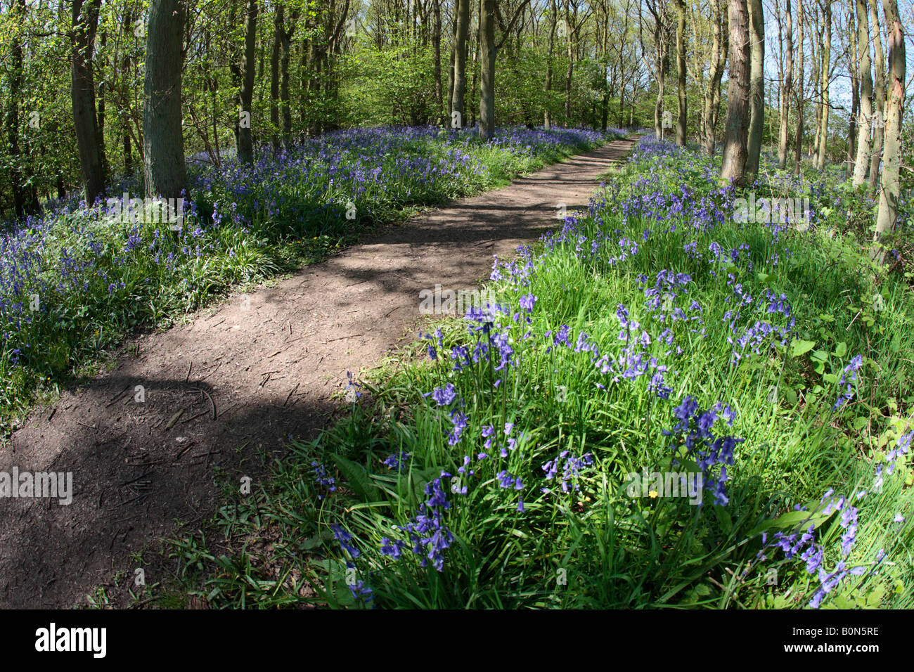 Native bluebell Hyacinthoides non-scripta alongside woodland walk ...