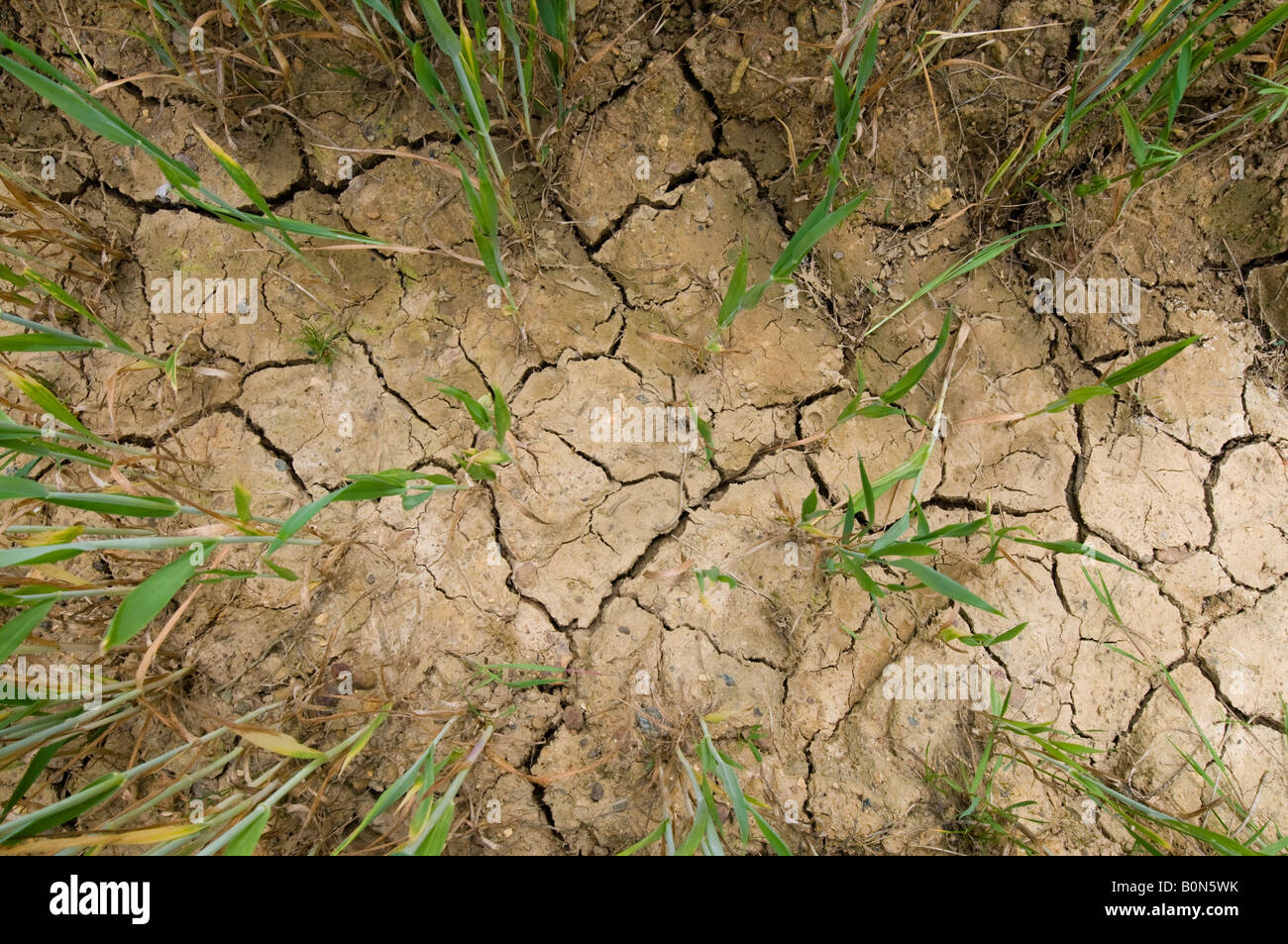 Cracked earth in wheat field, sud-Touraine, France Stock Photo - Alamy