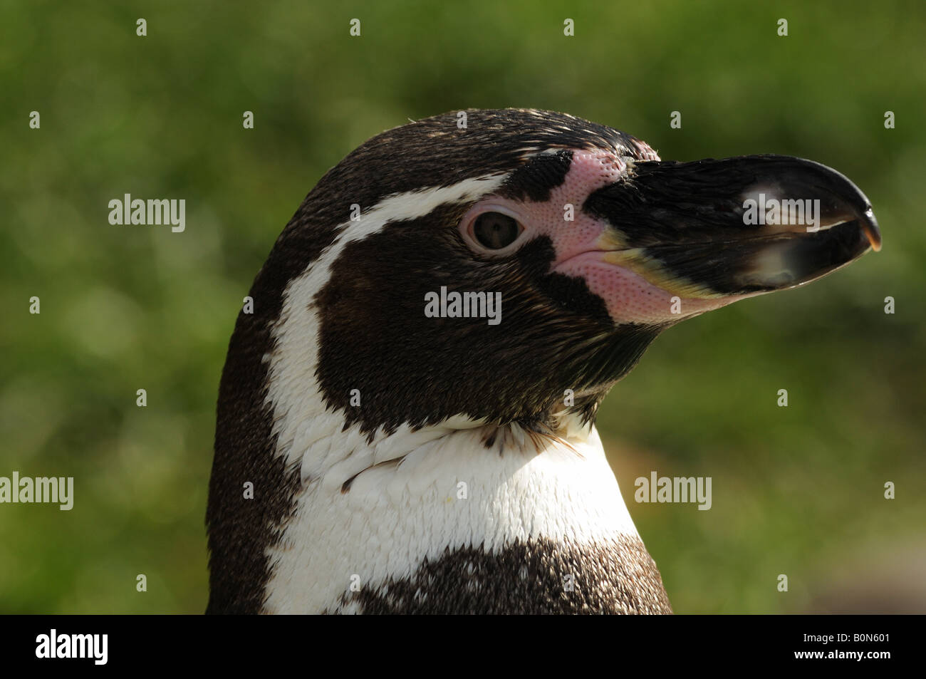Humboldt penguin, Spheniscus humboldti Stock Photo - Alamy