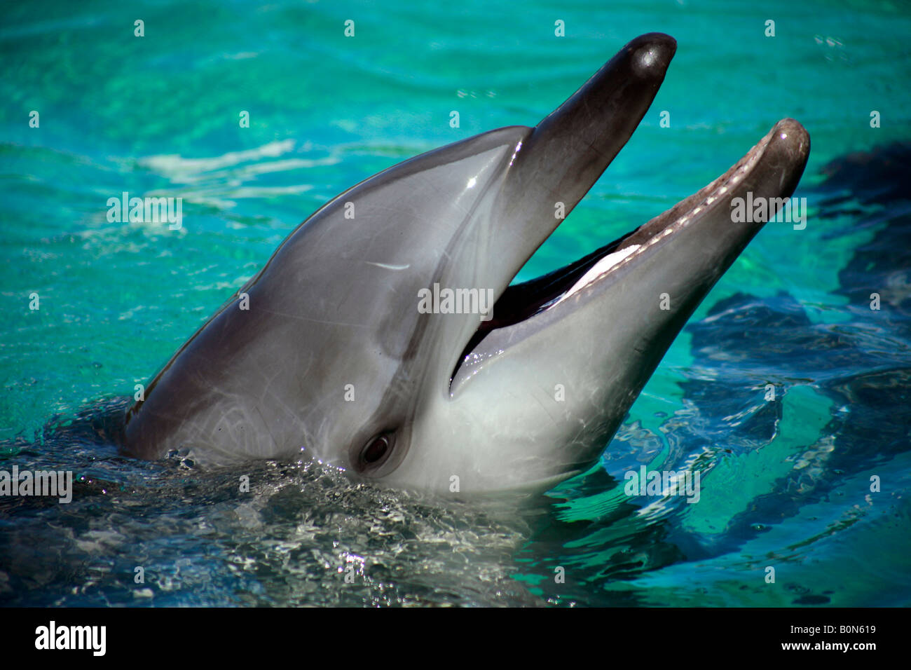 Bottlenose Dolphin swimming in beautiful blue water Stock Photo - Alamy