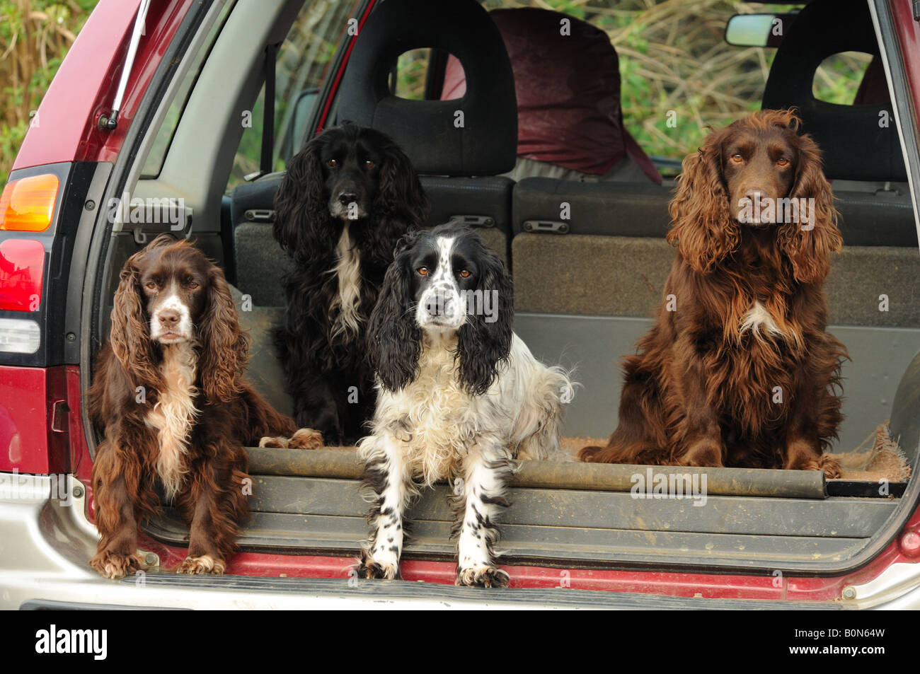 springer spaniels in car boot at english country shooting fair Stock ...