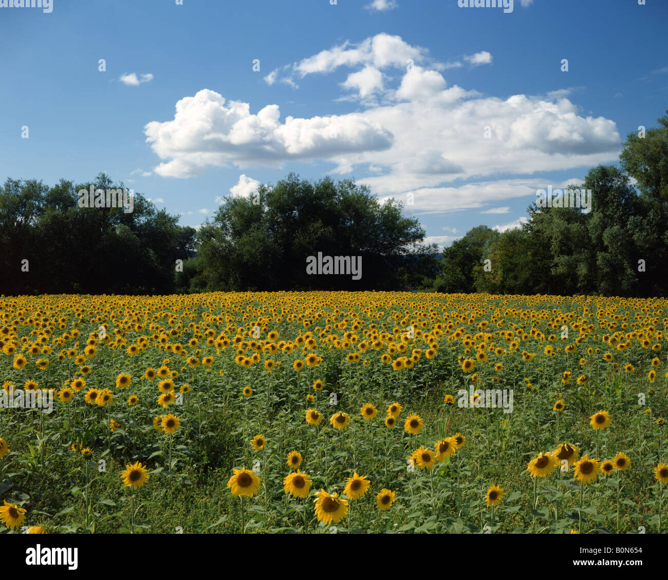 Uk field summer sun hi-res stock photography and images - Alamy