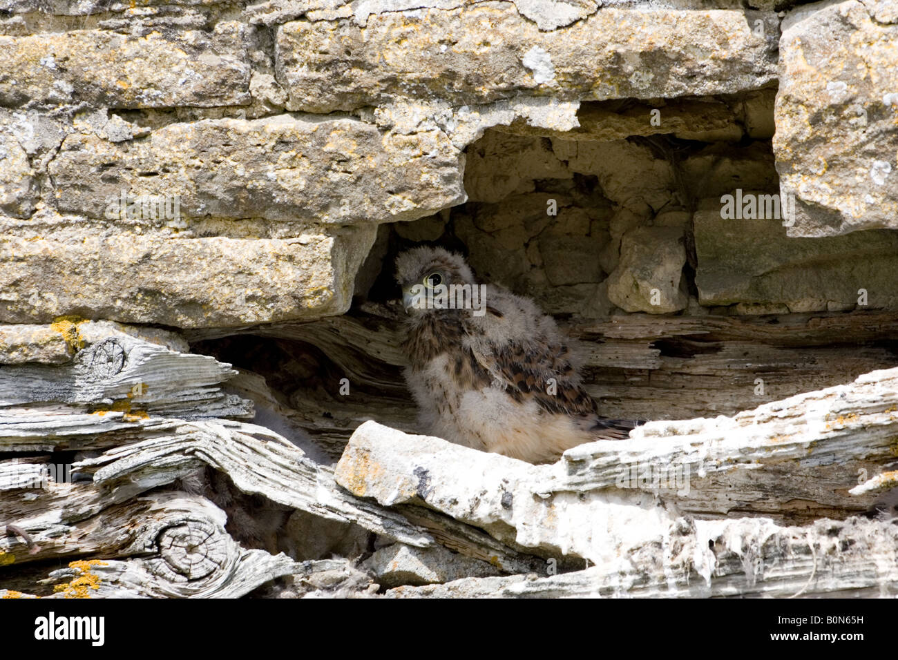 Baby buzzard in barn Asthall The Cotswolds Oxfordshire England United ...