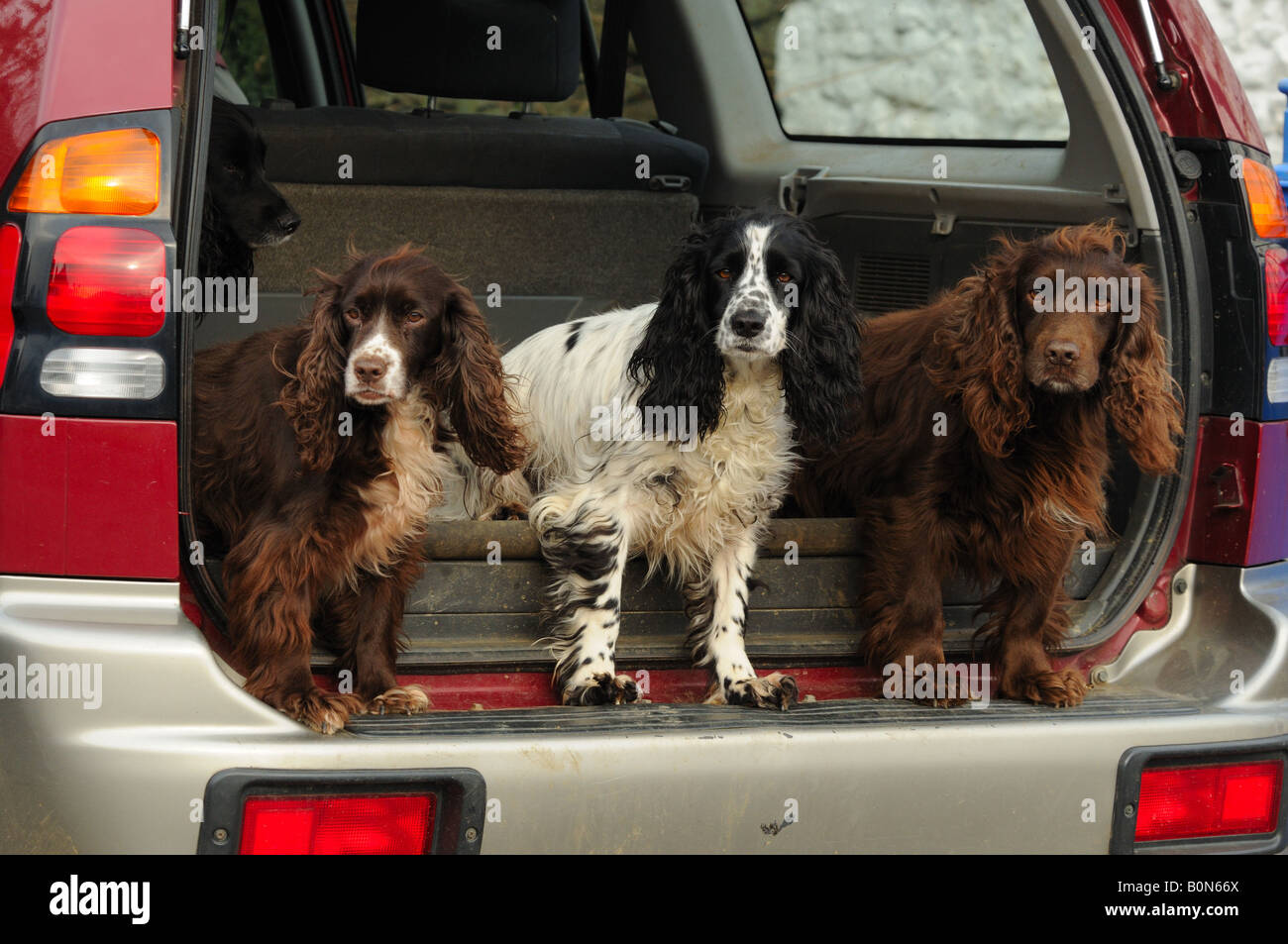 English Springers High Resolution Stock Photography and Images - Alamy