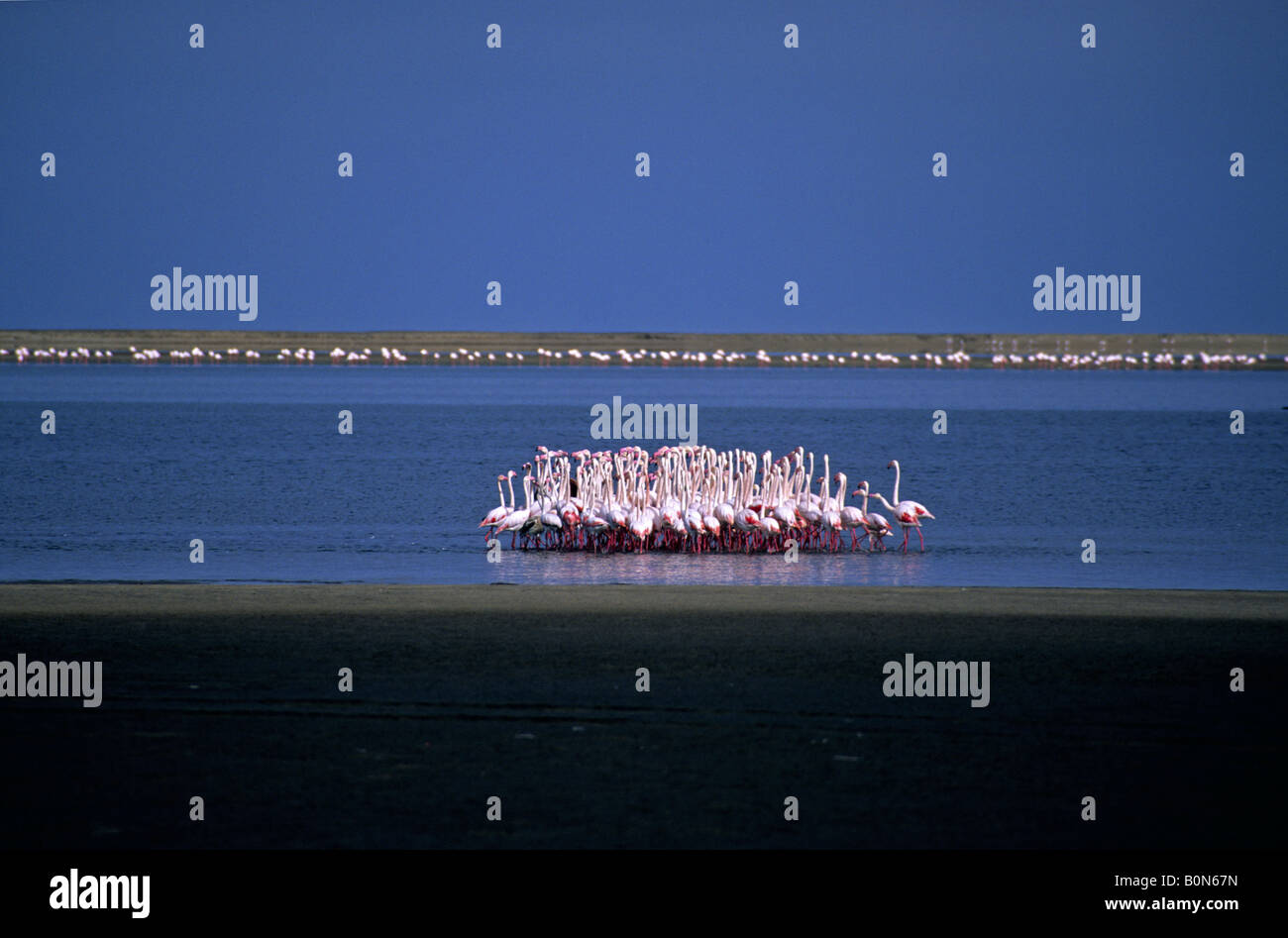 Group of pink flamingoes dancing together Stock Photo - Alamy