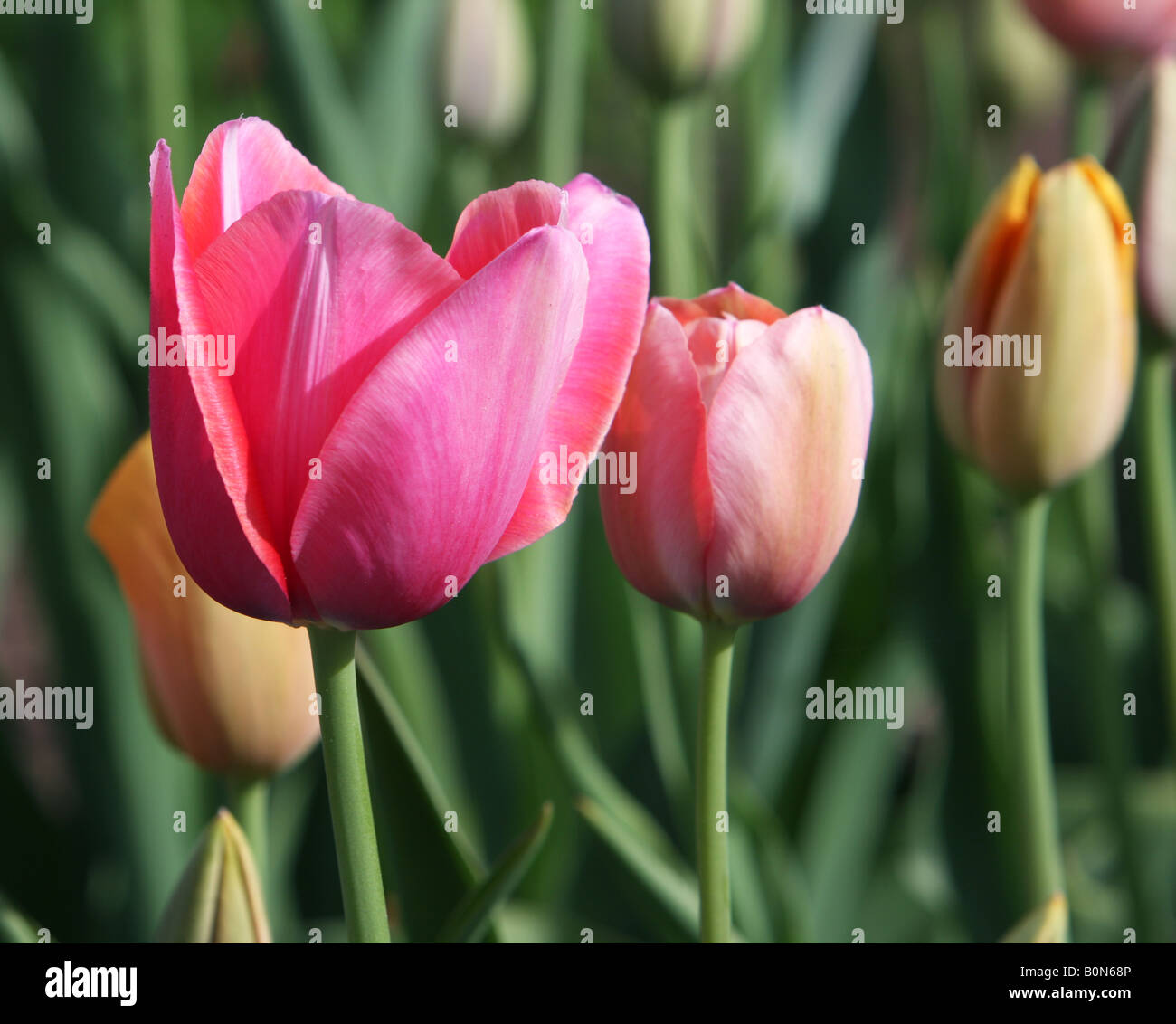 Two red tulips shot closeup Stock Photo - Alamy