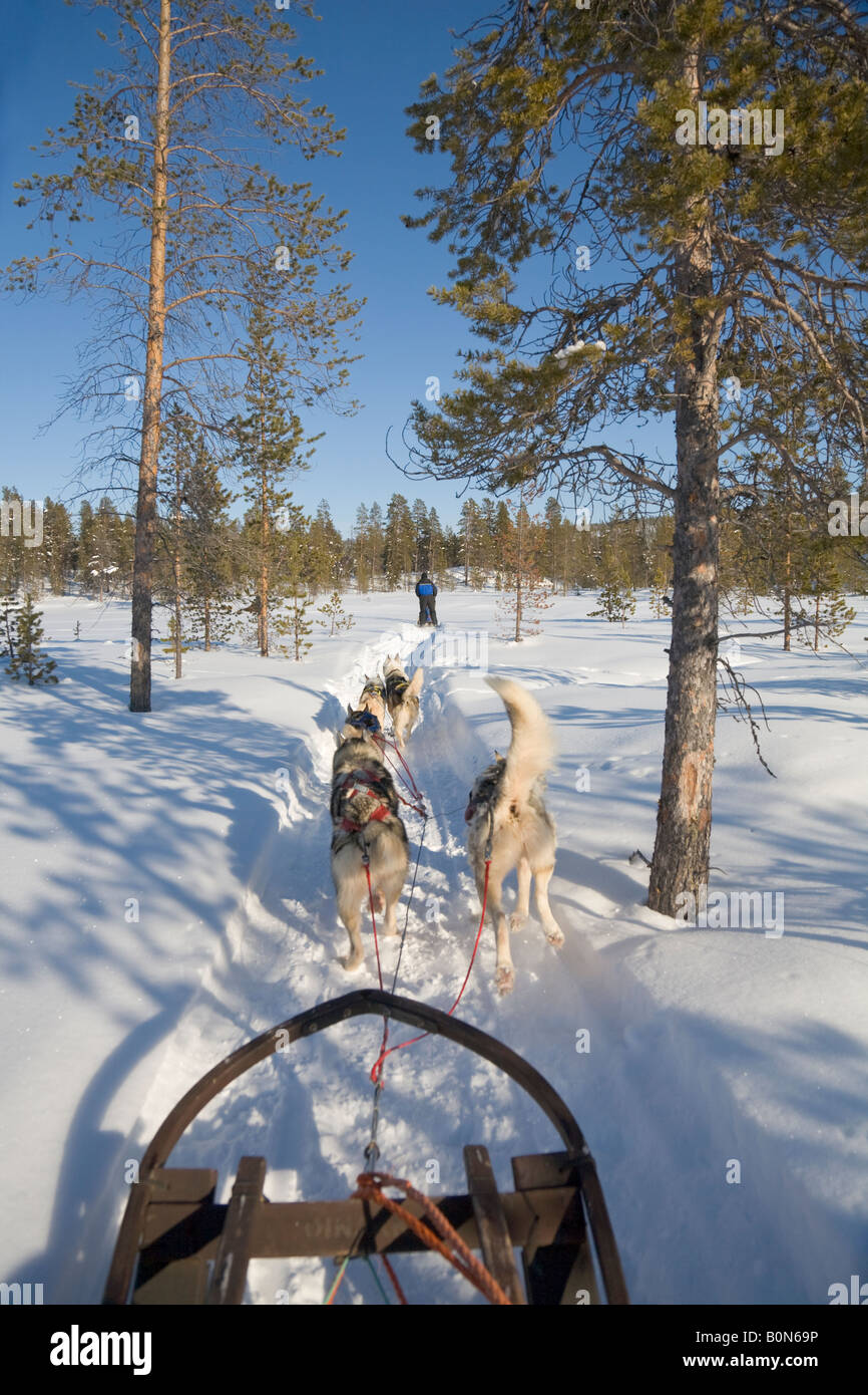 A dogsledge ride with siberian huskies in winterly Lapland / northern ...