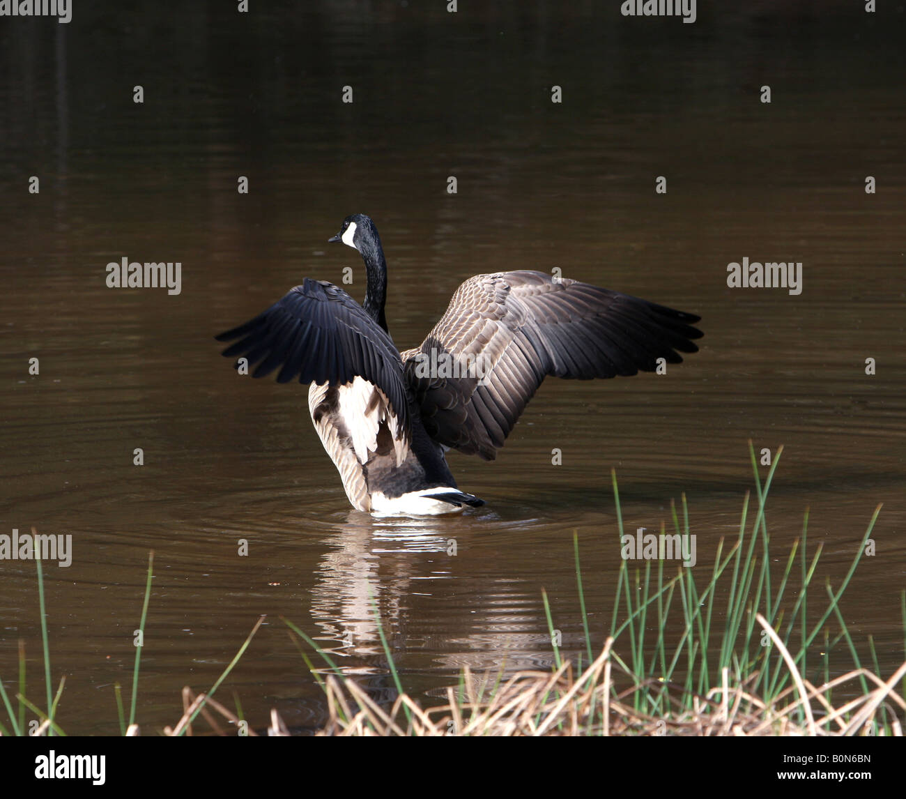 A Canadian Goose spreading its wings Stock Photo - Alamy