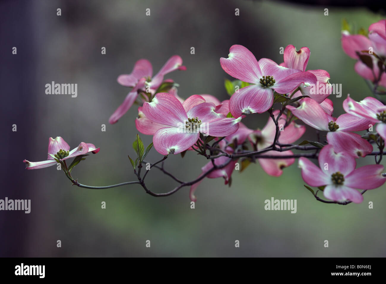 Pink spring dogwood flowers Stock Photo - Alamy