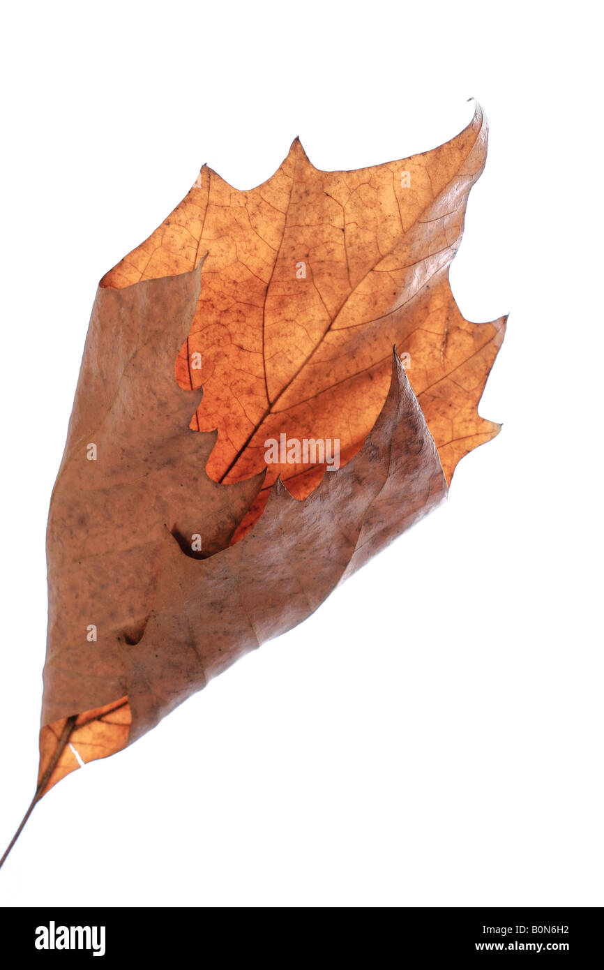 close up of a dry folded maple leaf Stock Photo - Alamy