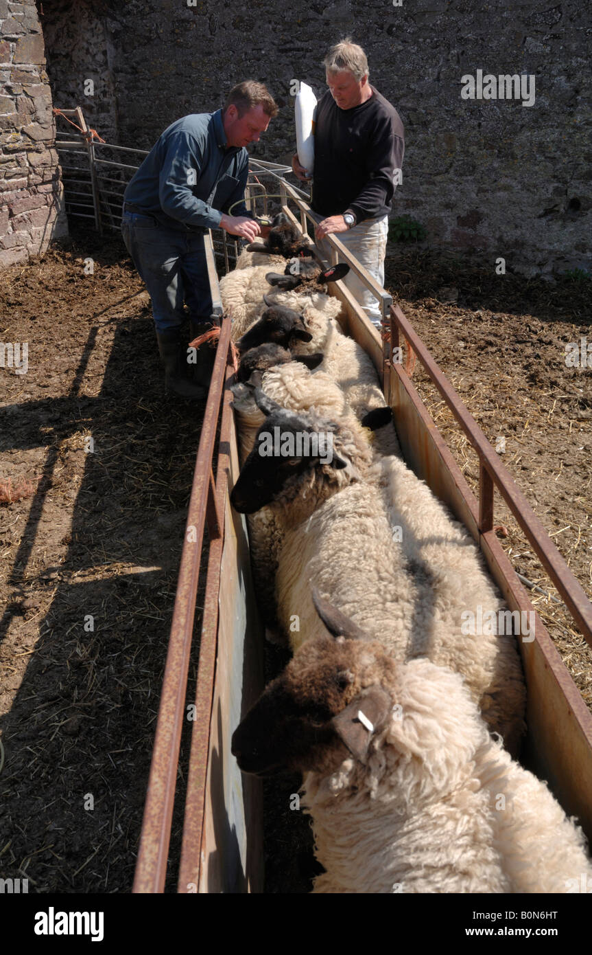 Farmer administering medication to sheep Marloes Pembrokeshire Wales UK ...