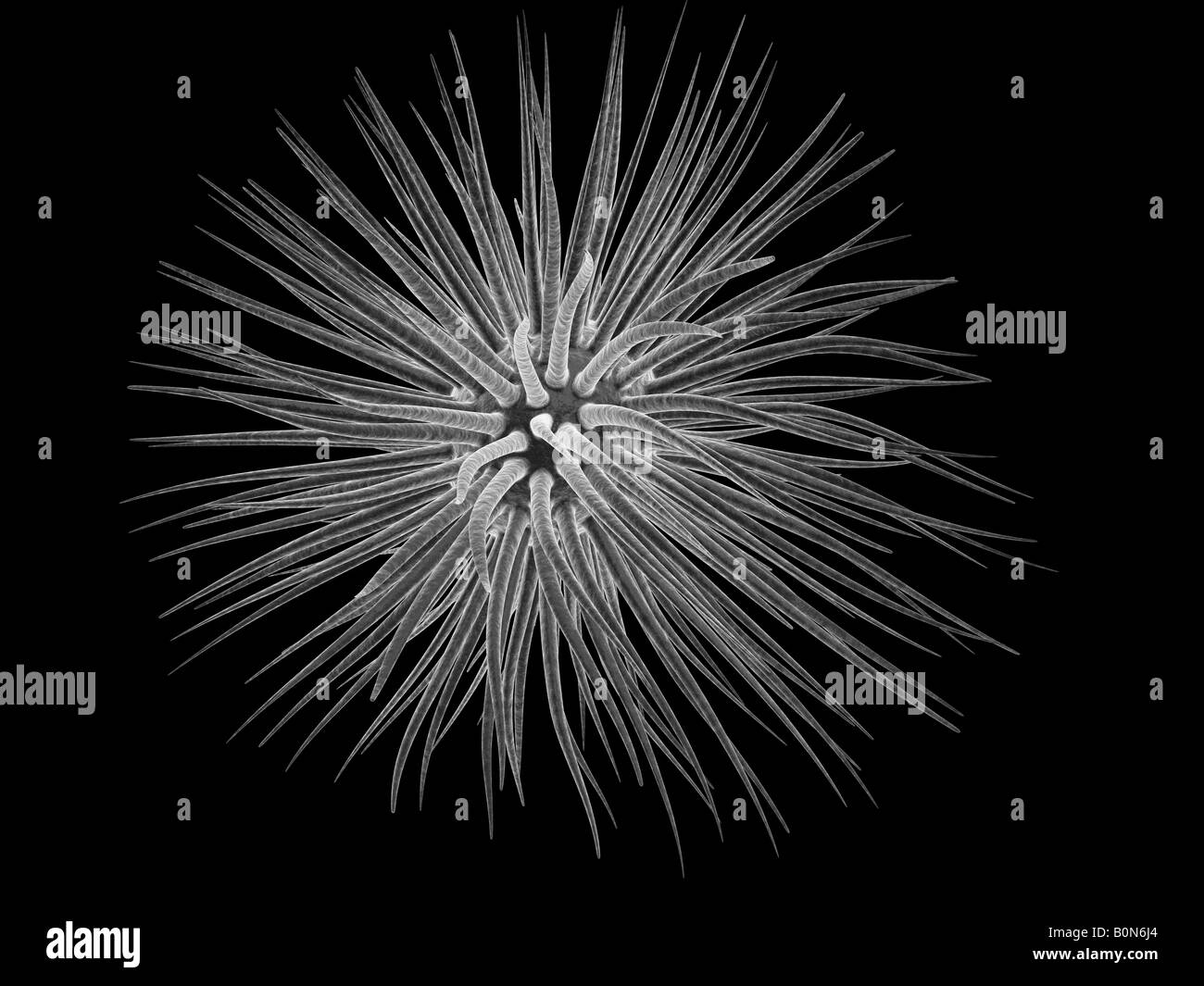 Microscopic virus Black and White Stock Photos & Images - Alamy