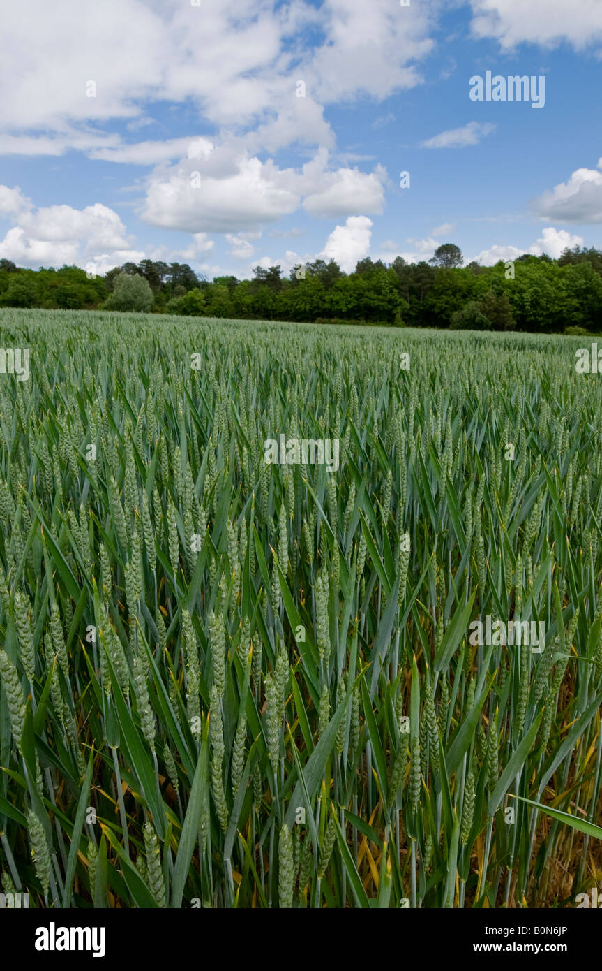 France wheat field hi-res stock photography and images - Alamy