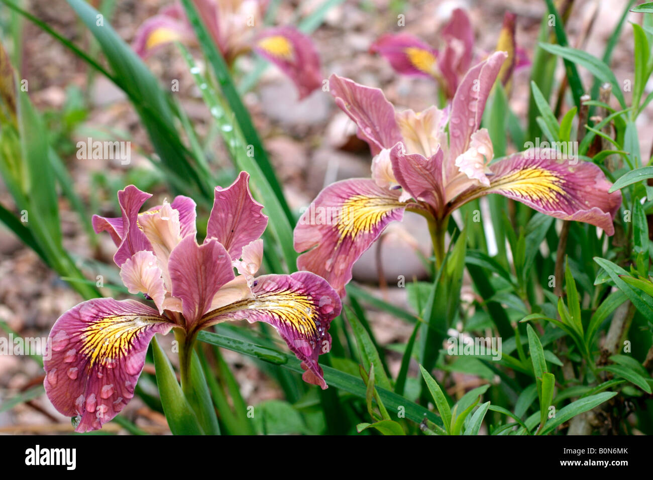 IRIS BANBURY GEM PACIFIC COAST HYBRID IN EARLY MAY Stock Photo - Alamy