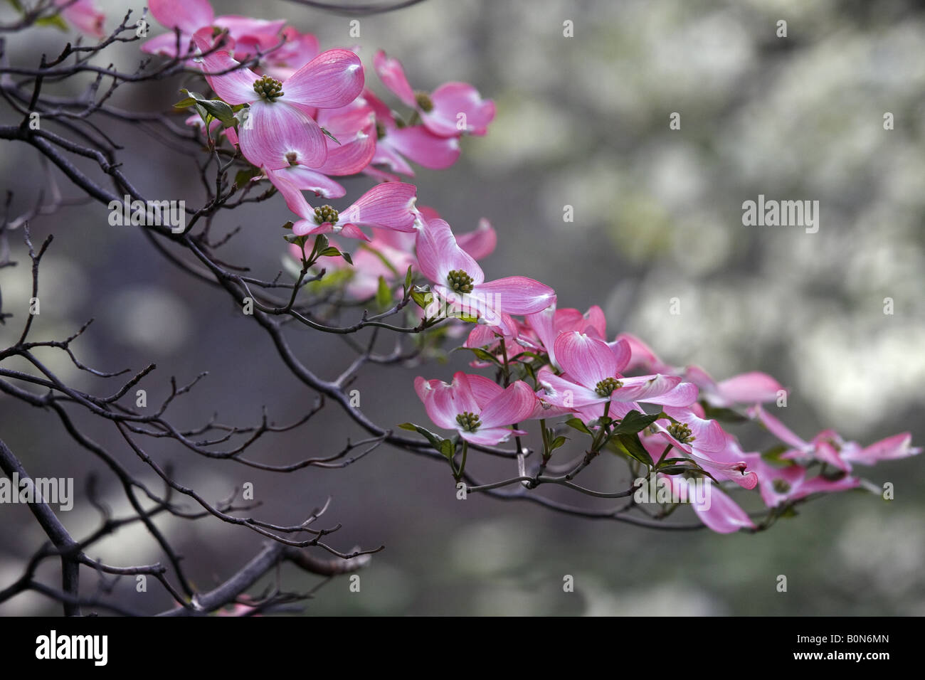 Pink spring dogwood flowers Stock Photo - Alamy