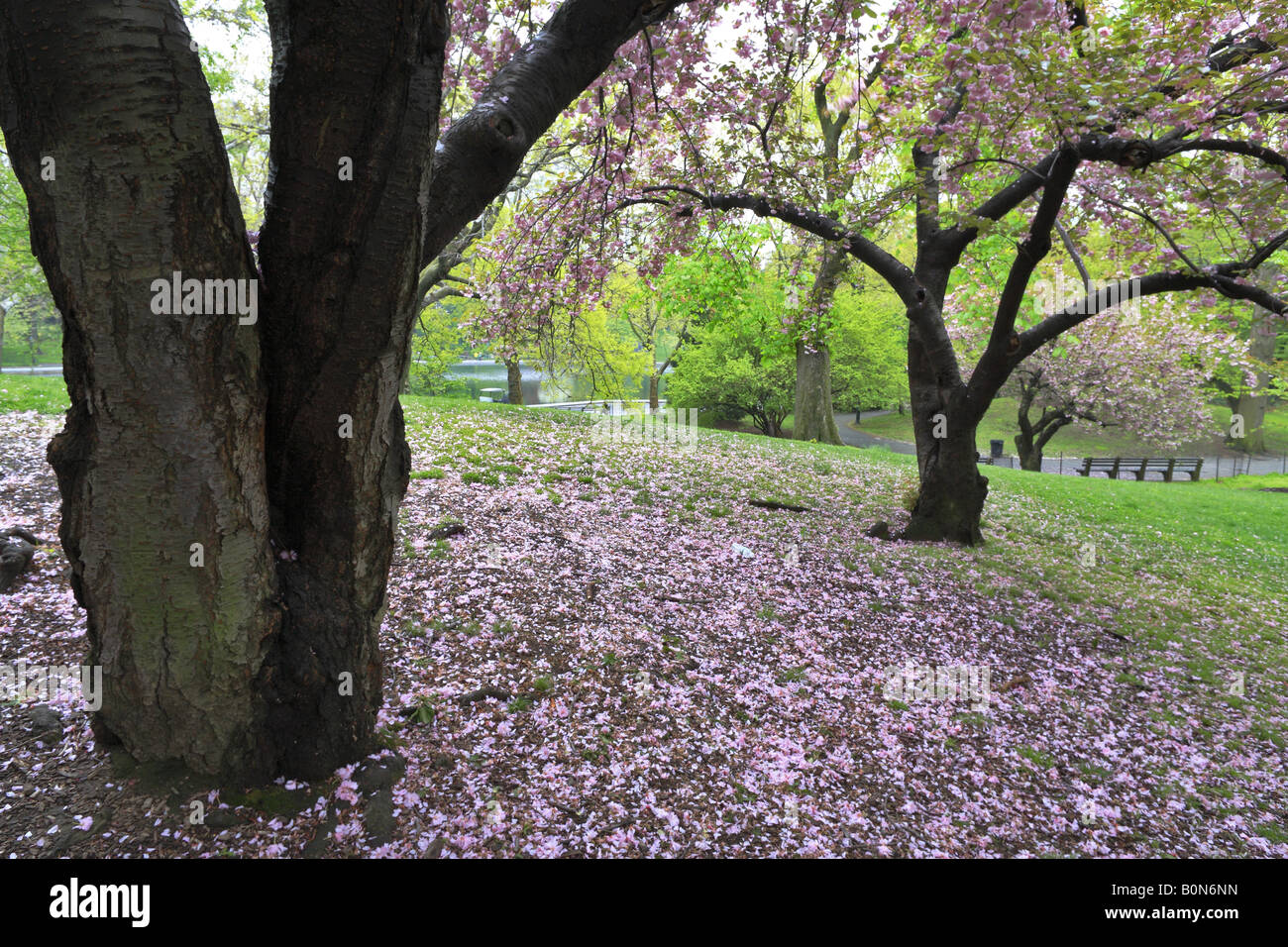 Where Are Cherry Blossoms In Central Park at Roberta York blog