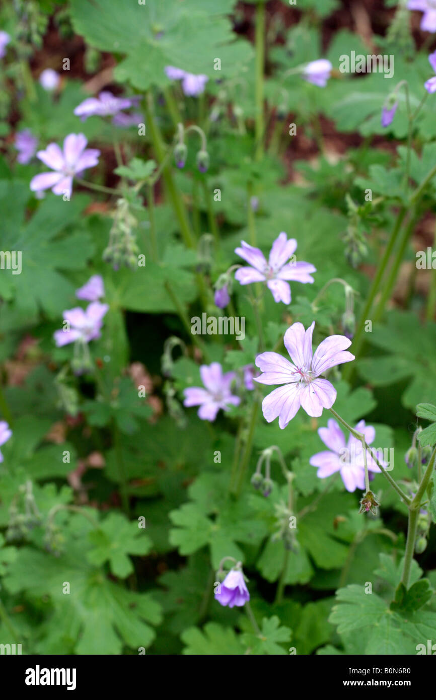 Geranium pyrenaicum hi-res stock photography and images - Alamy