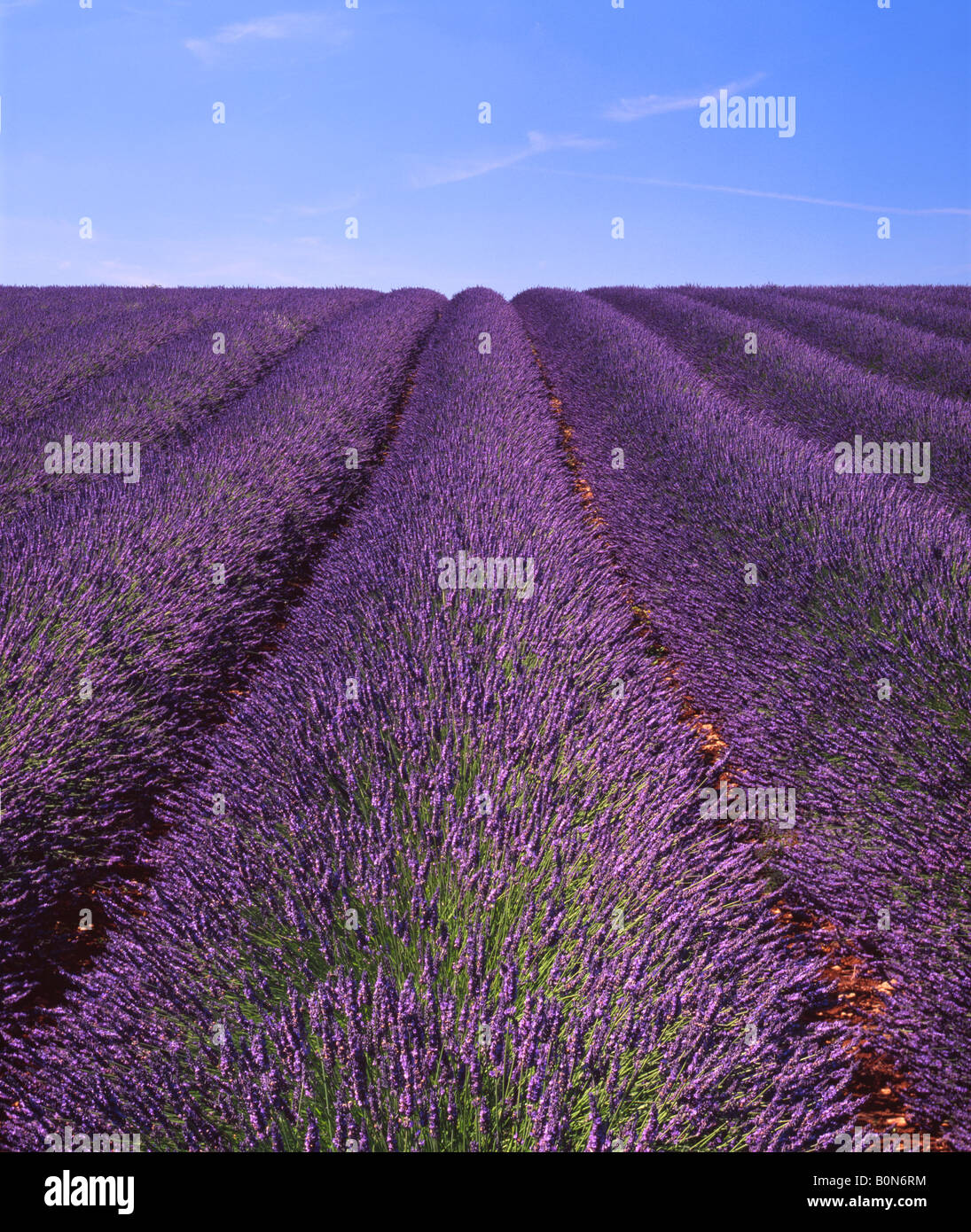 Rows of Lavender Stock Photo - Alamy