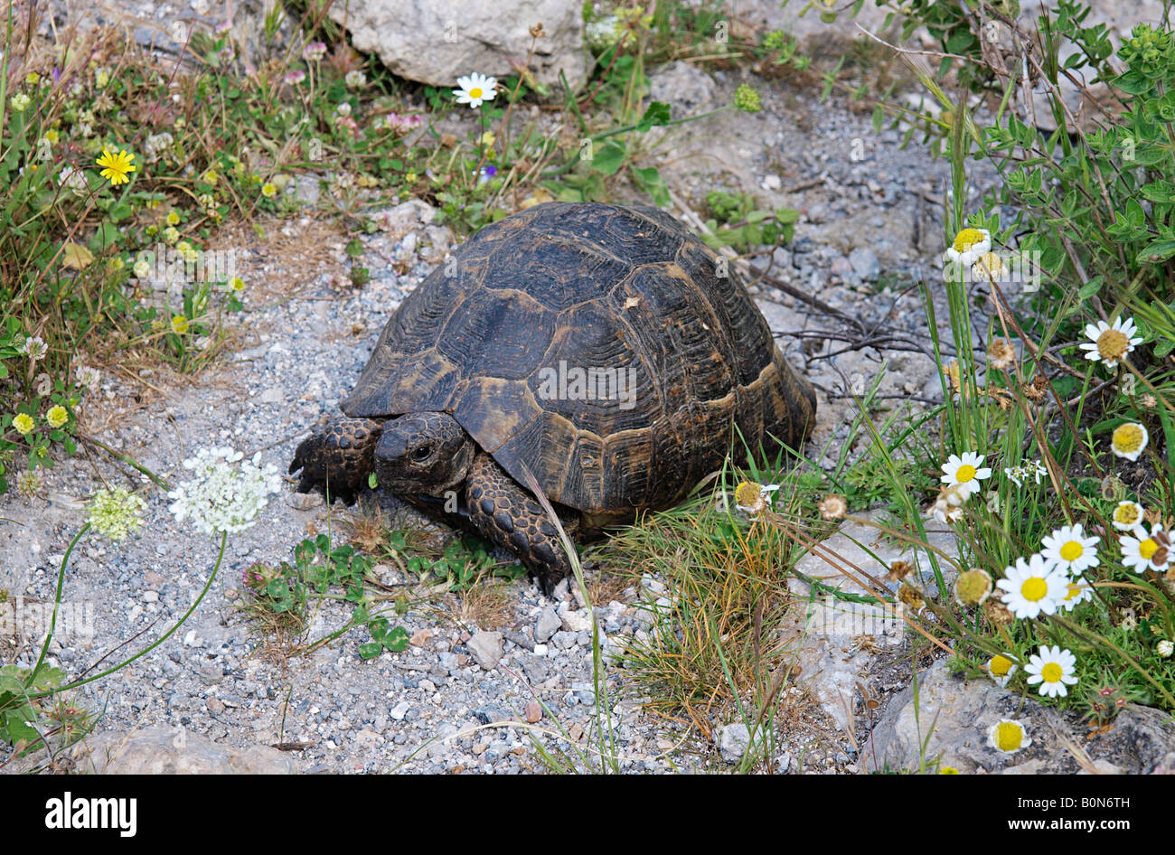 WILD TORTOISE AMONGST RUINS OF KAYAKOY MUGLA TURKEY Stock Photo - Alamy
