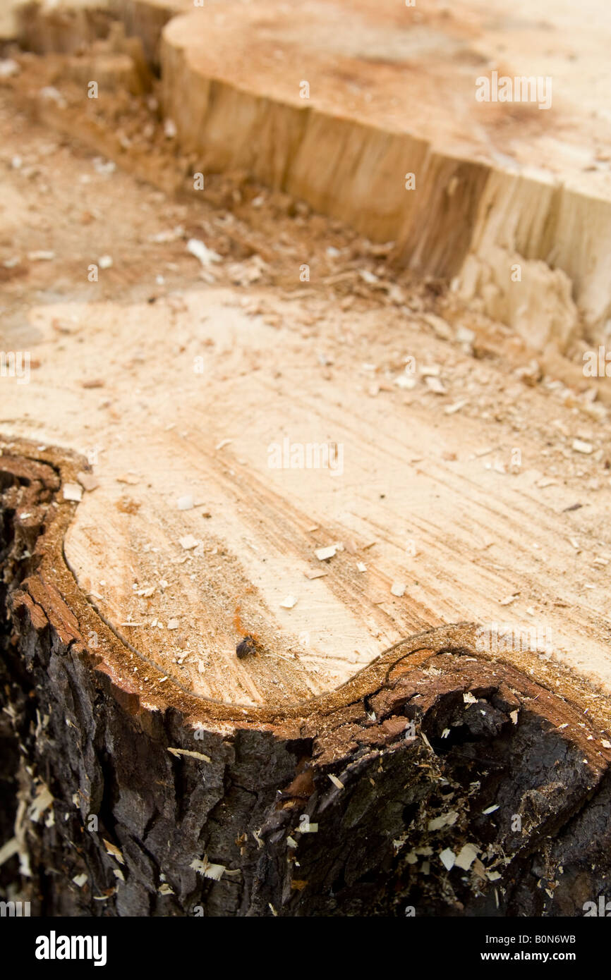 A section through a ^sawn tree trunk, UK Stock Photo - Alamy
