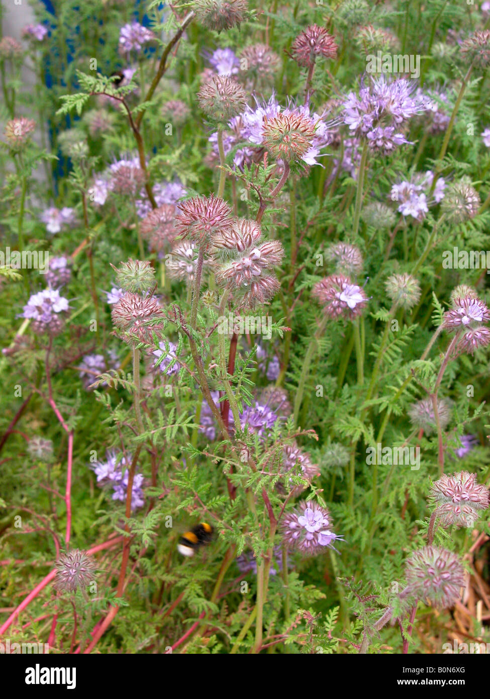phacelia tanacetifolia grown for attracting huge numbers of insects and ...