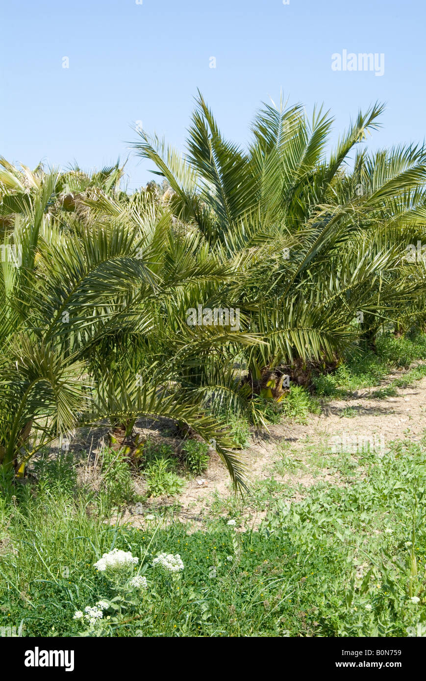 palm trees oil bio mass fuel biofuel mass growing grower Stock Photo ...