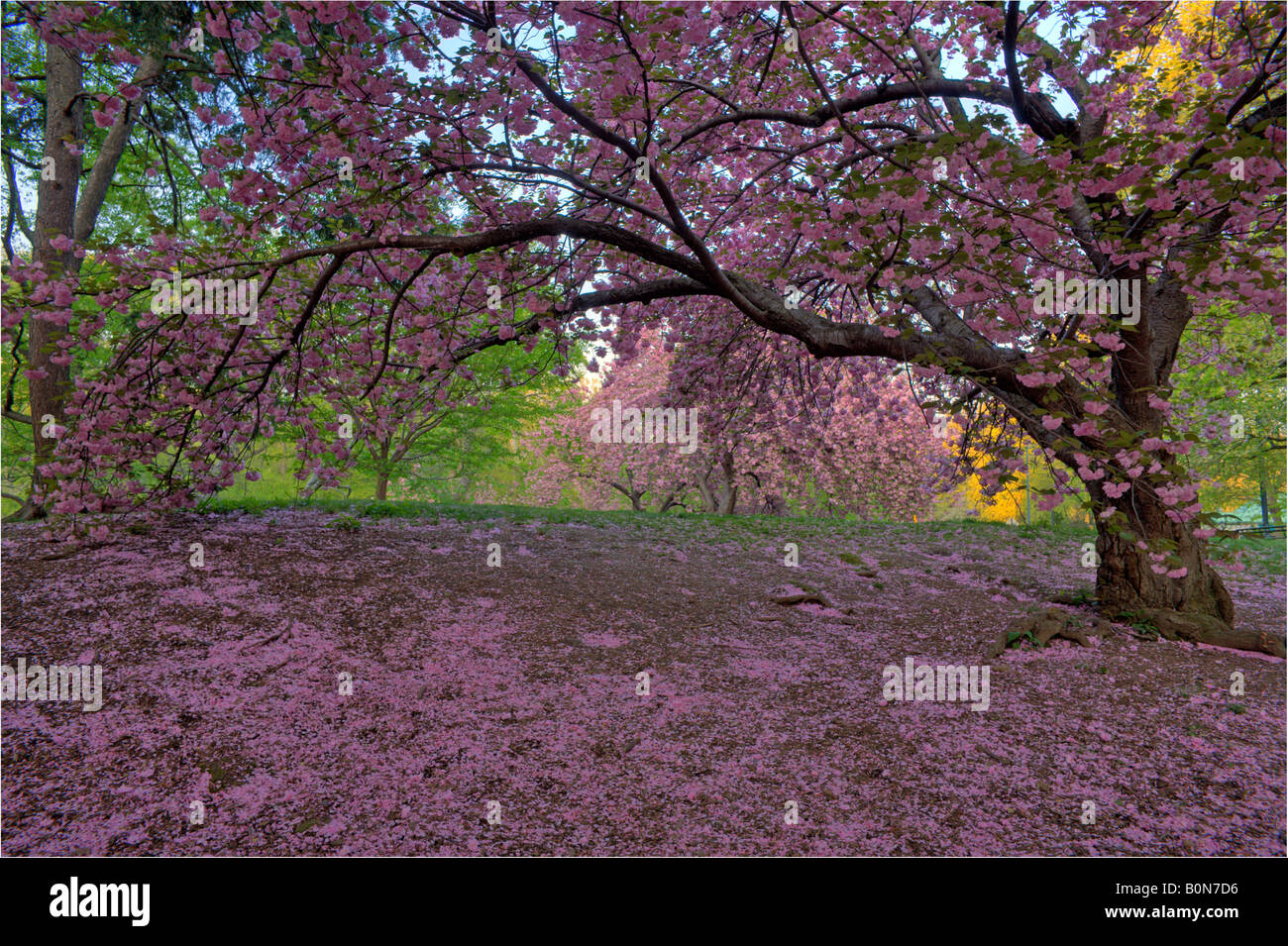 Japanese Cherry tree in Spring Stock Photo - Alamy