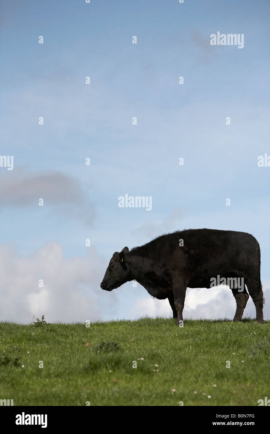 black female cow standing on hilltop in a field on sunny day in ...