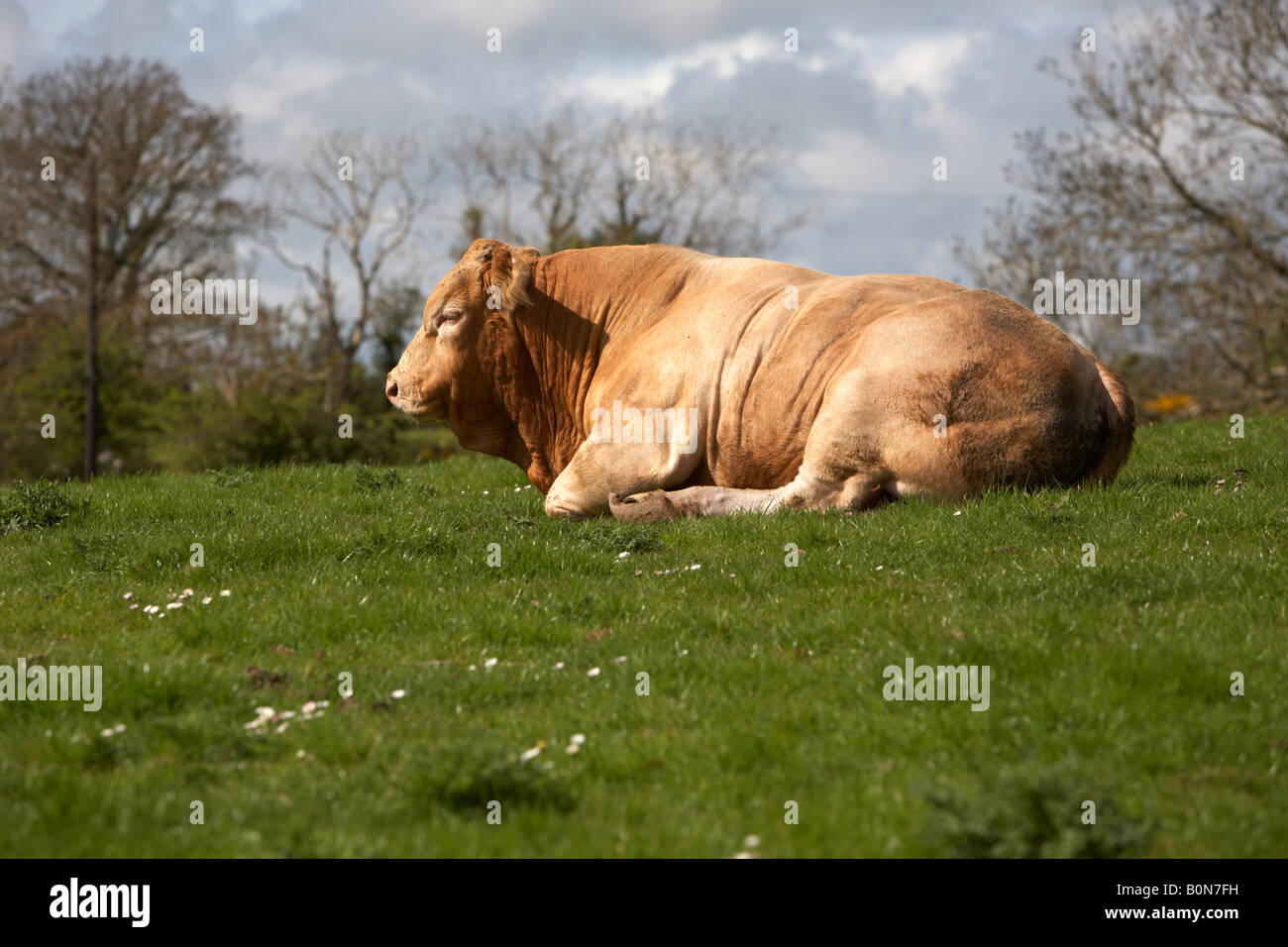 large bull lying down in a grass field in northern ireland Stock Photo ...