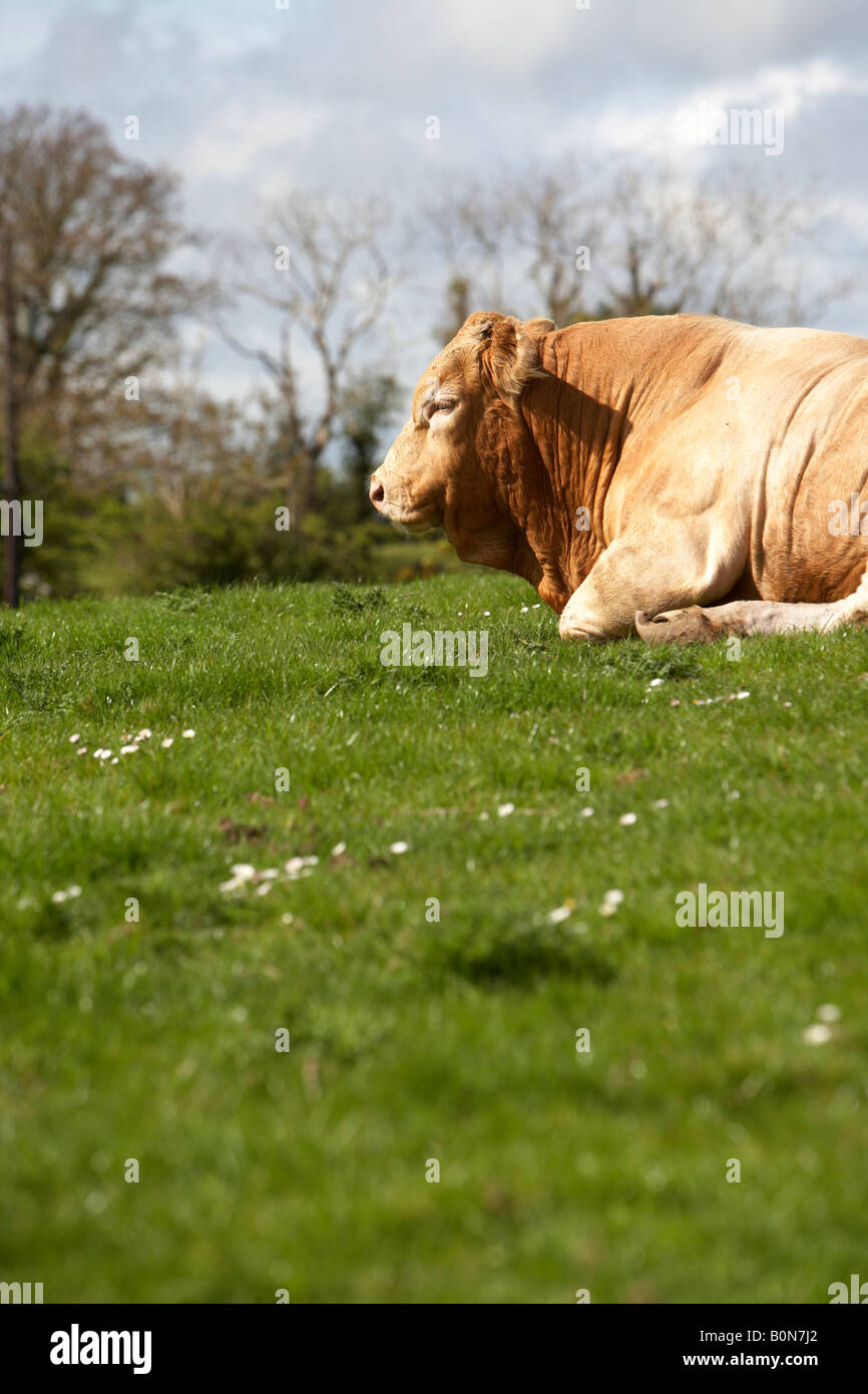 large bull lying down in a grass field in northern ireland Stock Photo ...