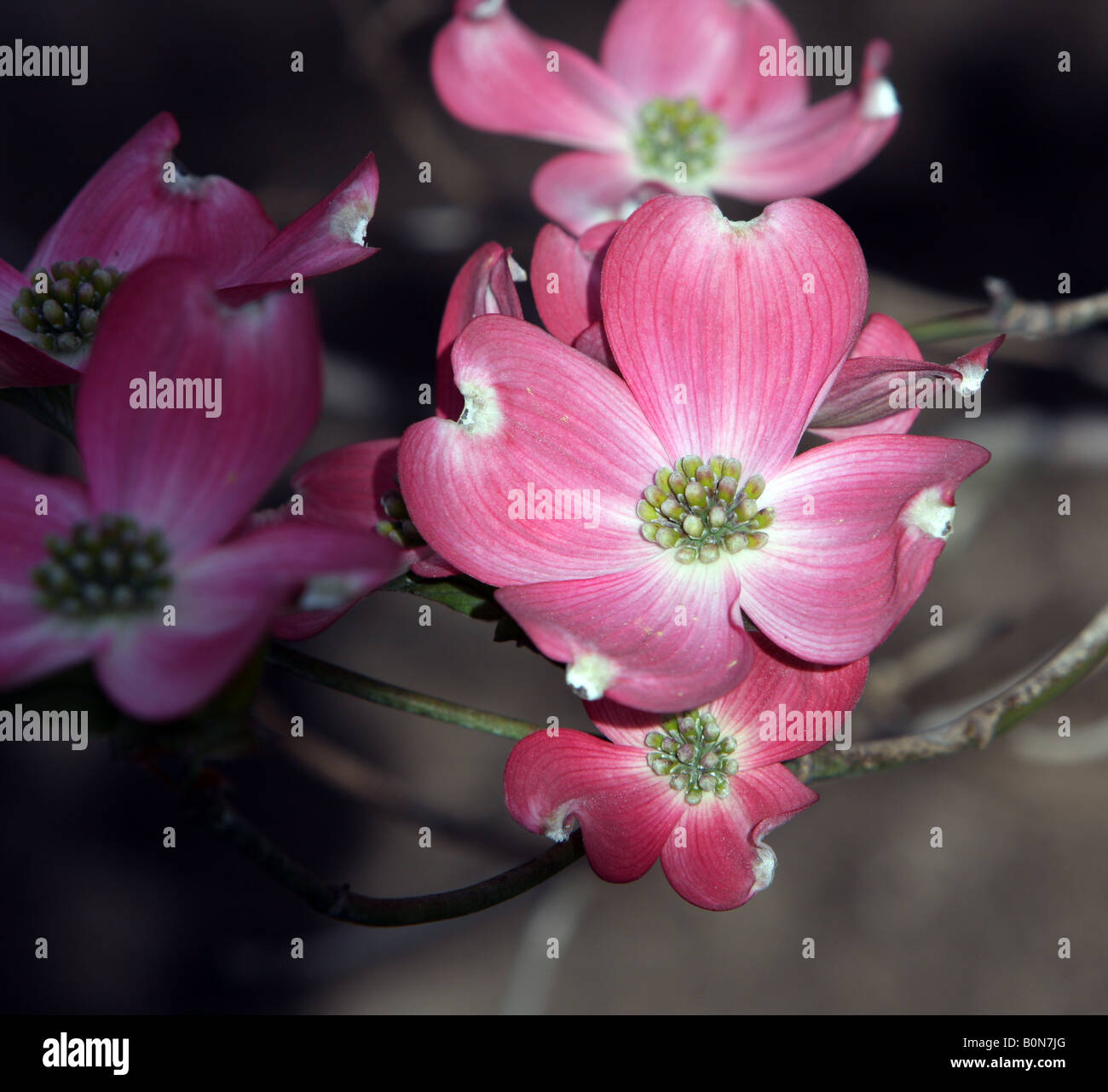 A pink flowering dogwood cornus florida rubra Stock Photo - Alamy