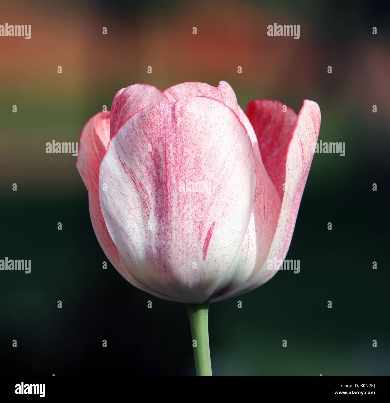 Lone tulip hi-res stock photography and images - Alamy
