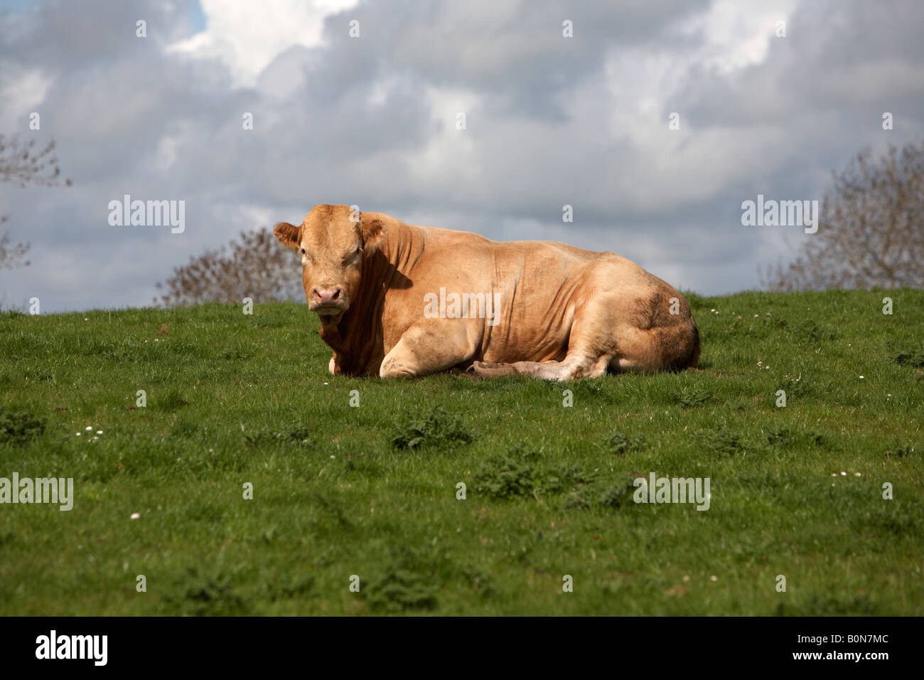 large bull lying down in a grass field in northern ireland Stock Photo ...