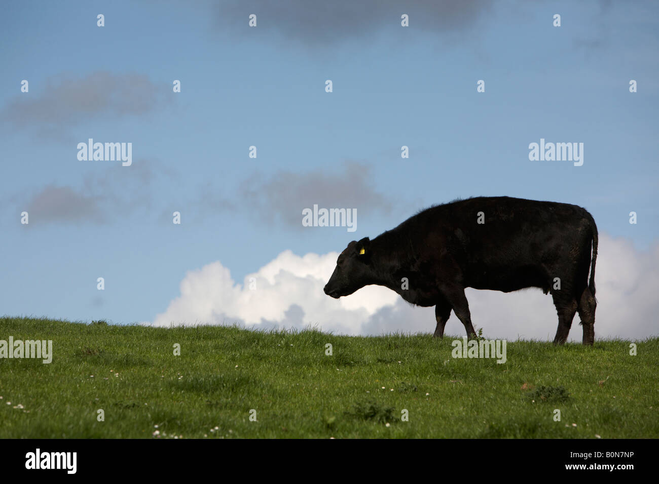 Female Cow High Resolution Stock Photography and Images - Alamy