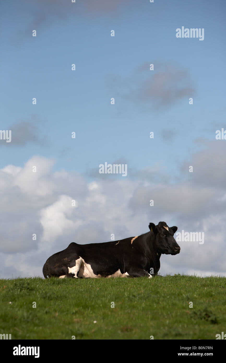 Cow sitting down hi-res stock photography and images - Alamy