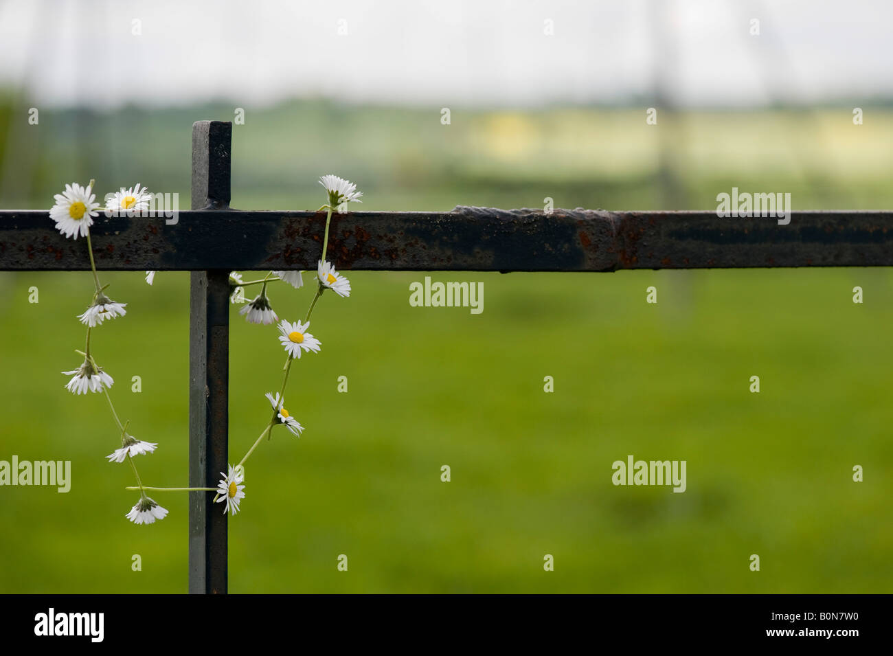 Chain Hanging Flower High Resolution Stock Photography and Images - Alamy